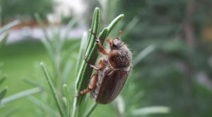 9 Different Types of June Bugs (Beetles) to Look Out For