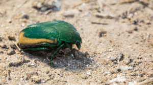 9 Different Types of June Bugs (Beetles) to Look Out For