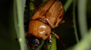 9 Different Types of June Bugs (Beetles) to Look Out For