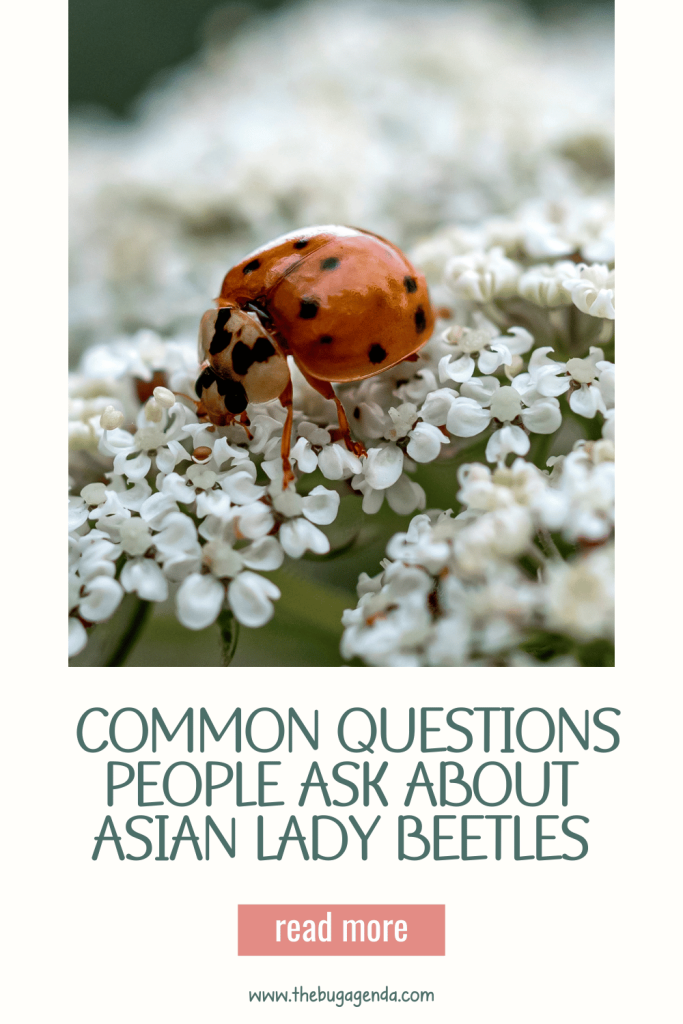 Common Questions People Ask About Asian Lady Beetles — The Bug Agenda
