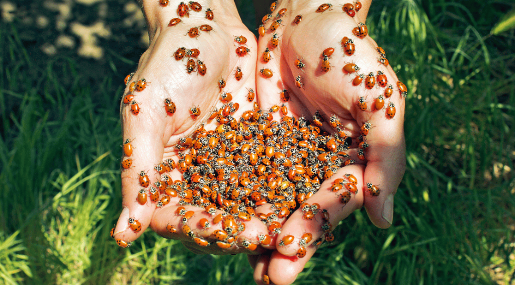 How to Spot the Difference Between Ladybugs and Asian Beetles